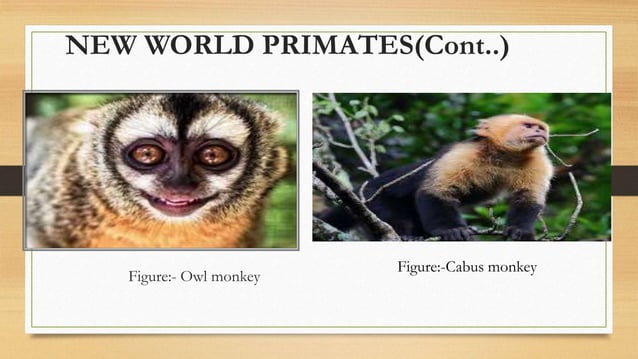 Nonhuman primates | PPT
