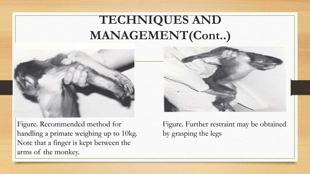 Nonhuman primates | PPT