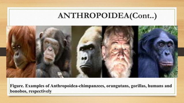 Nonhuman primates | PPT