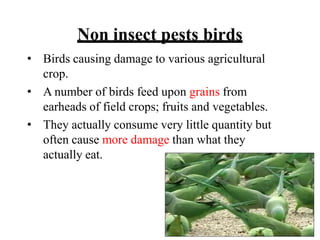 Non insect pest/ Entomolgy harmful pest | PPTX