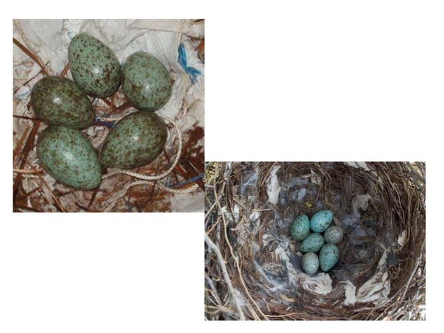 Non insect pest/ Entomolgy harmful pest | PPTX | Birdwatching | Hobbies ...