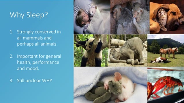 Noninvasive, Automated Measurement of Sleep, Wake and Breathing in ...