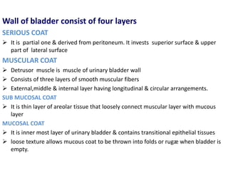 Non invasive bladder growth | PPTX