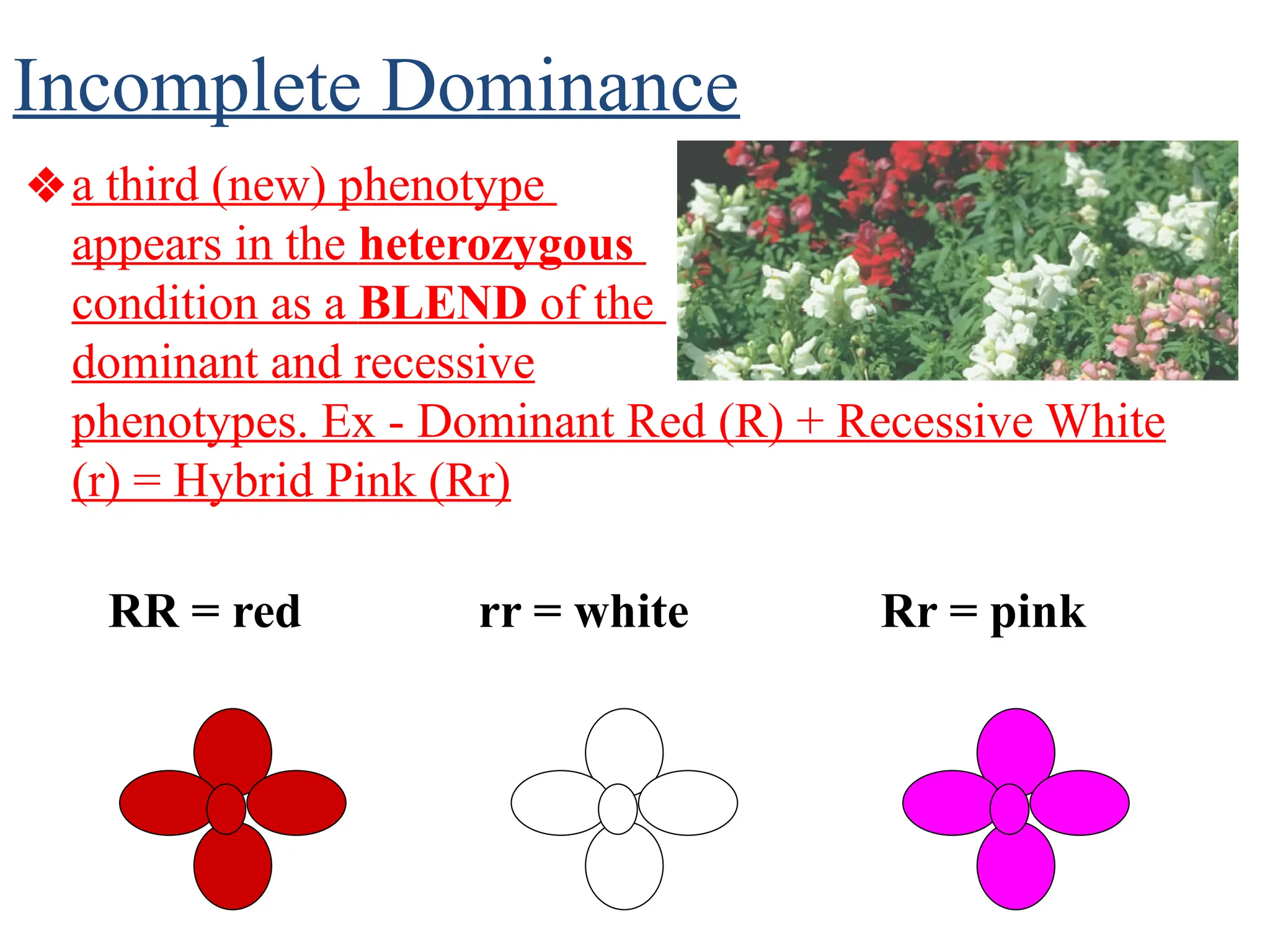Non mendelian genetics.ppt.pptx presentation | PPT