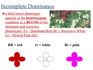 Non mendelian genetics.ppt.pptx presentation | PPT