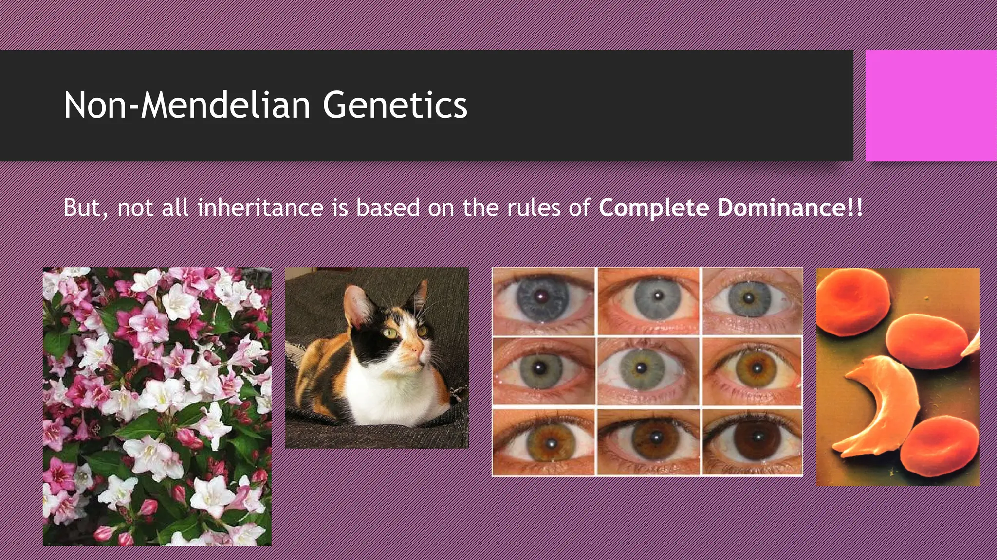 Non Mendelian Genetics (Students Copy).pptx