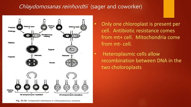 Non Mendelian inheritance | PPT