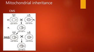 Non Mendelian inheritance | PPT