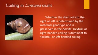 Non Mendelian inheritance | PPT