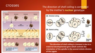 Non Mendelian inheritance | PPT