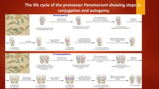 Non Mendelian inheritance | PPT