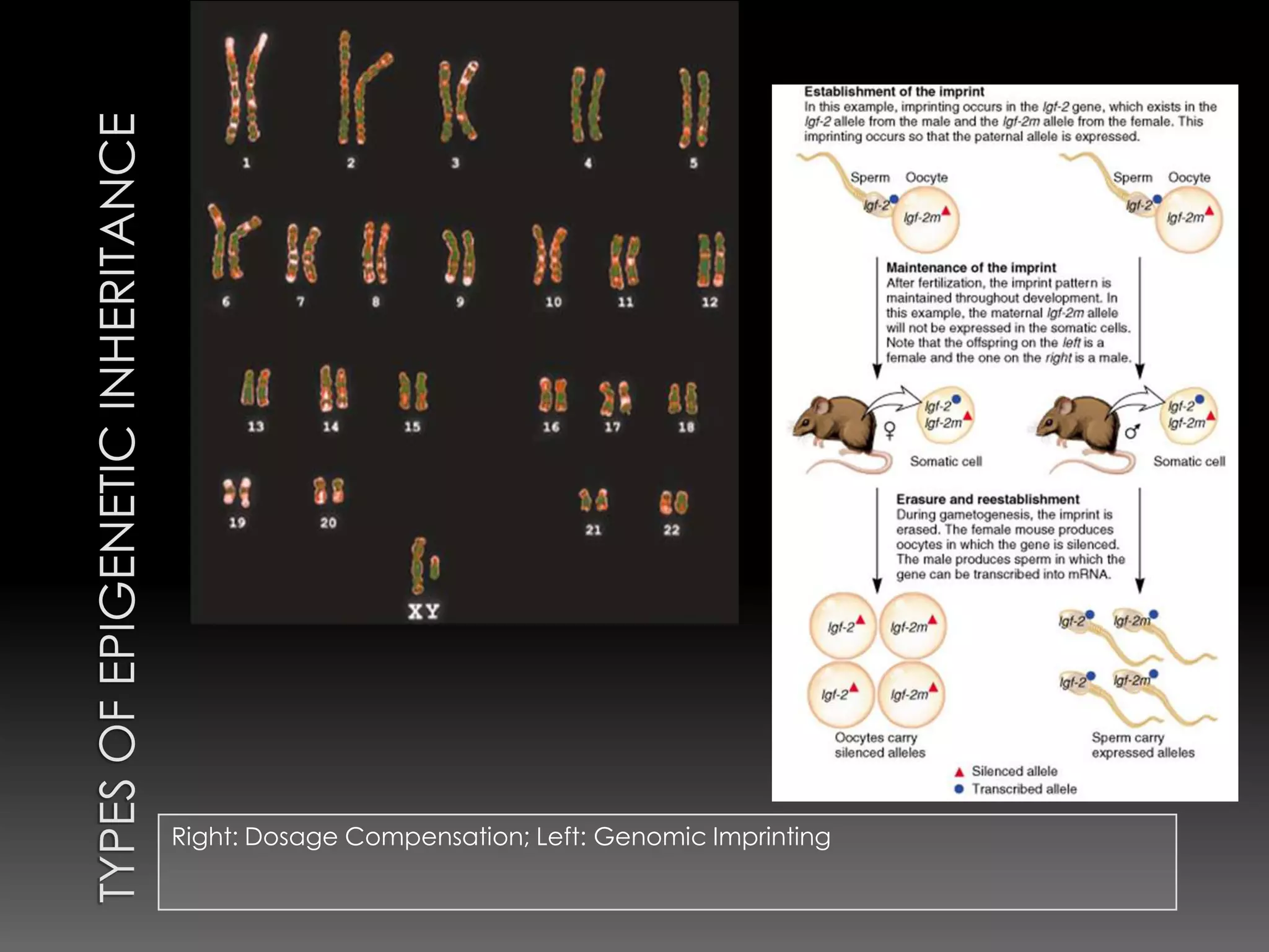 Non mendelian inheritance | PPTX | Genetics | Science