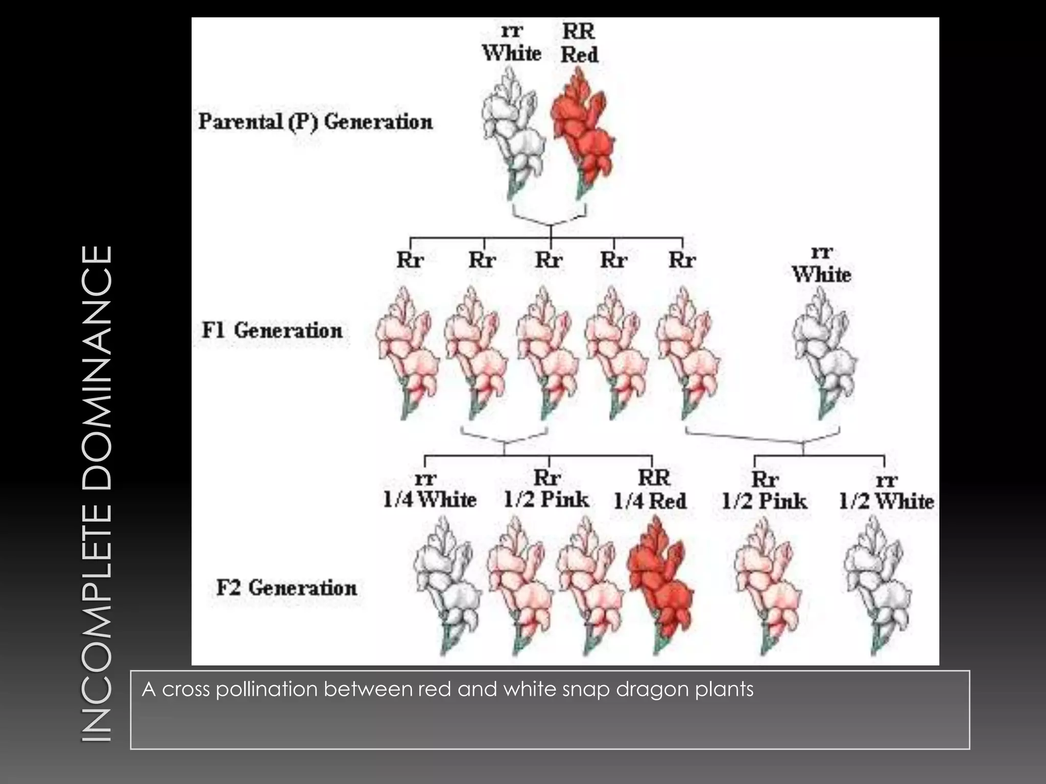 Non mendelian inheritance | PPTX | Genetics | Science