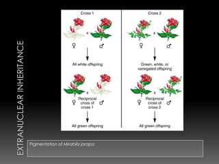Non mendelian inheritance | PPTX