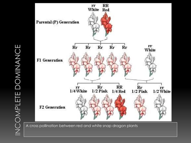Non mendelian inheritance | PPTX | Genetics | Science