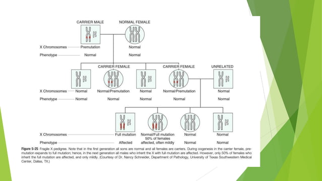 NON MENDELIAN INHERITENCE.pptx | Genetics | Science