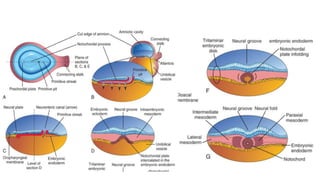 Non neoplastic disorders of esophagus | PPT