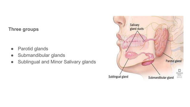 non neoplastic disorders of salivary gland.pptx | Ear, Nose and Throat Conditions | Diseases and ...