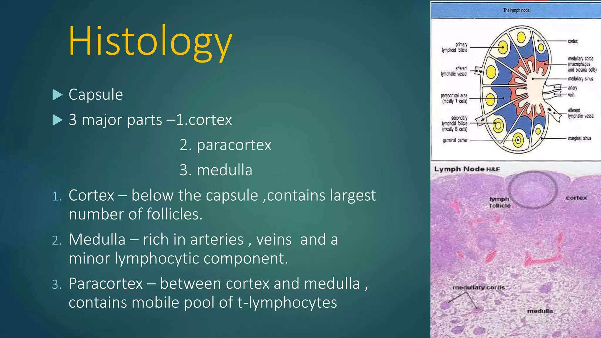 Non neoplastic lymphadenopathy | PPTX