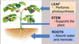 Parts of the plant demonstration science | PPT
