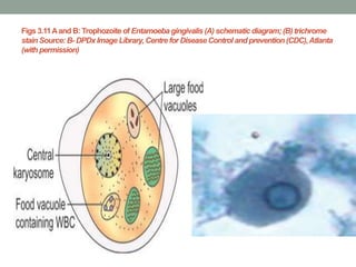 nonpatogenic intestinal amoeba. lecture 4 chapter 3.pptx