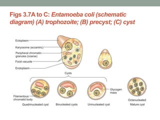 nonpatogenic intestinal amoeba. lecture 4 chapter 3.pptx