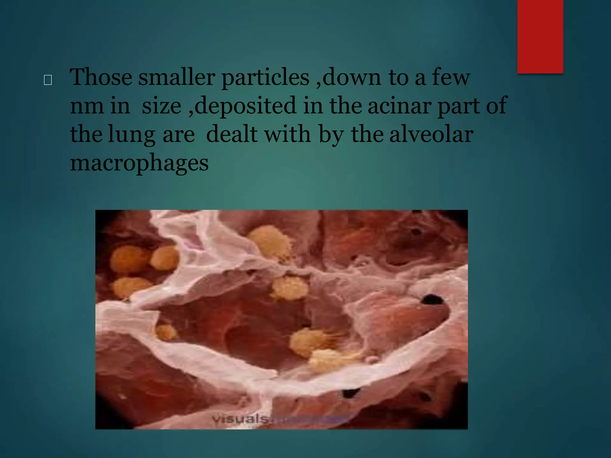 Non respiratory functions of lungs | PPTX