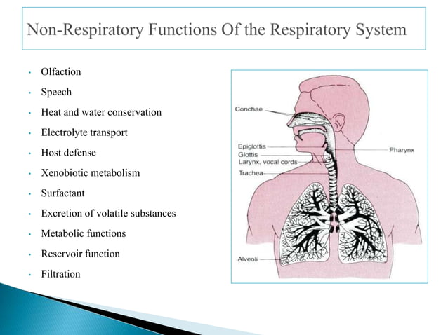 Non respiratory functions of the respiratory system_by Dr. Aditya ...