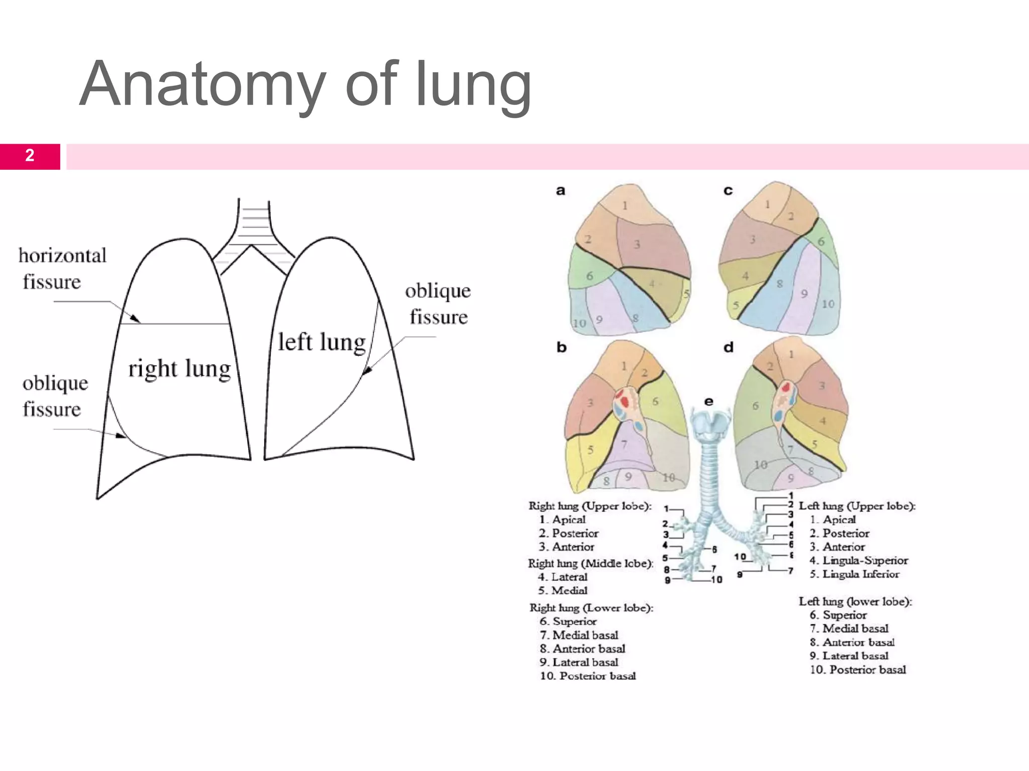 Non small cell lung cancer copy | PPTX