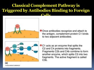 Non-Specific Immune Response | PPTX