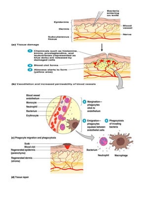 Non specific host defense mechanism | PDF