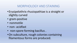 «non spore forming».pptx