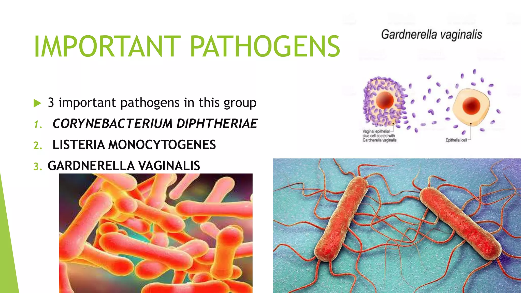 gram positive rods (Non spore forming) | PPTX | Infectious Diseases ...