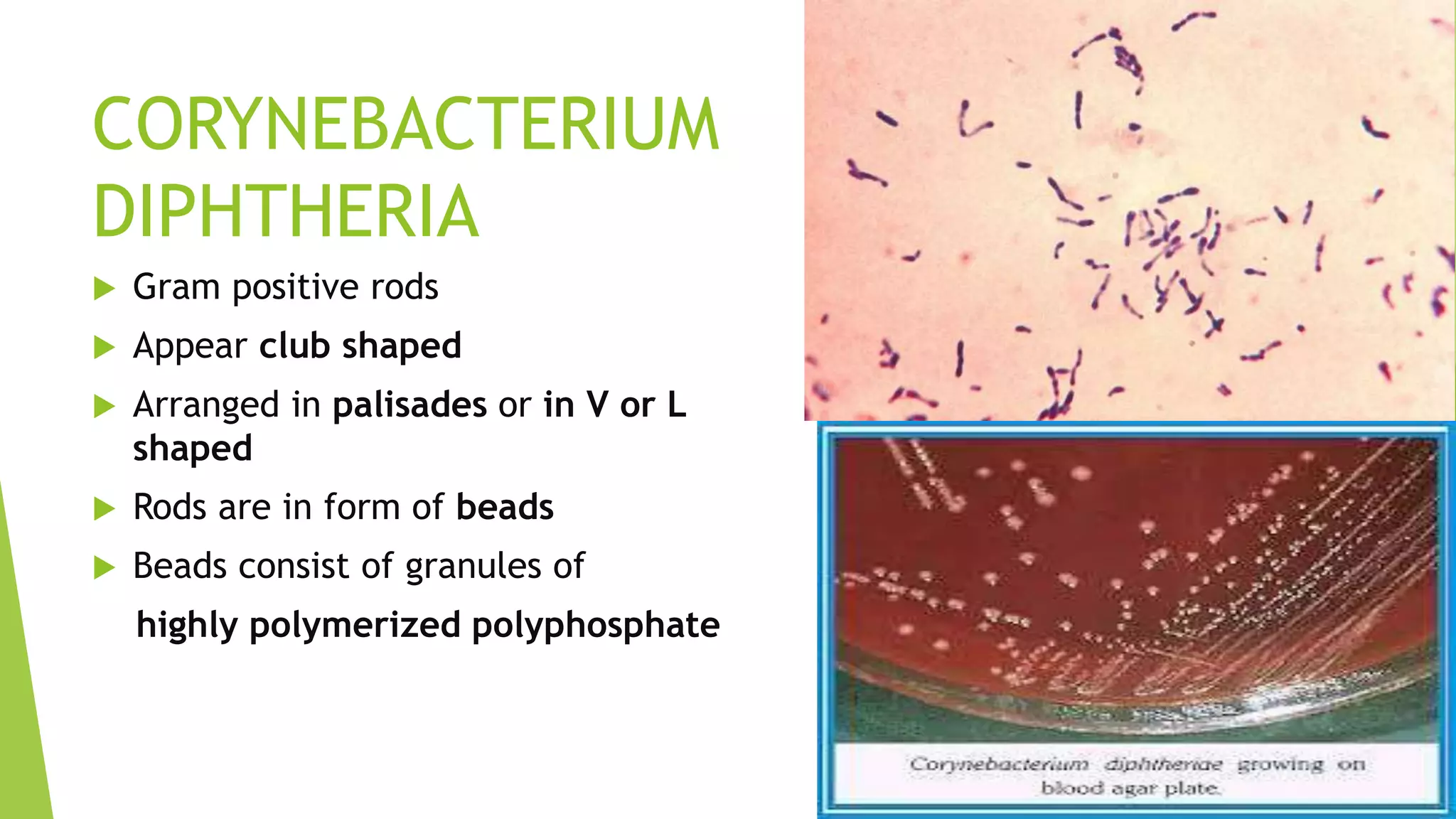 gram positive rods (Non spore forming) | PPTX