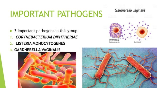 gram positive rods (Non spore forming) | PPT