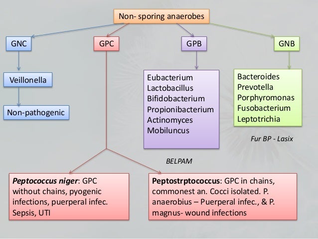 Non – sporing anaerobes