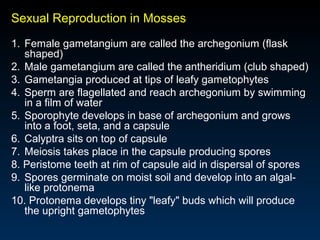 Nonvascularplants | PPT