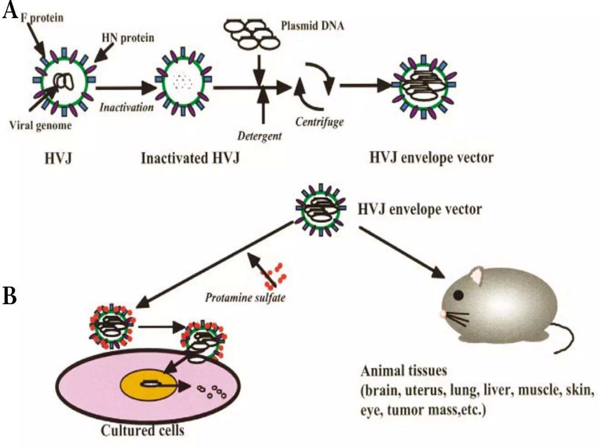 Non viral delivery systems for gene therapy (1) | PDF