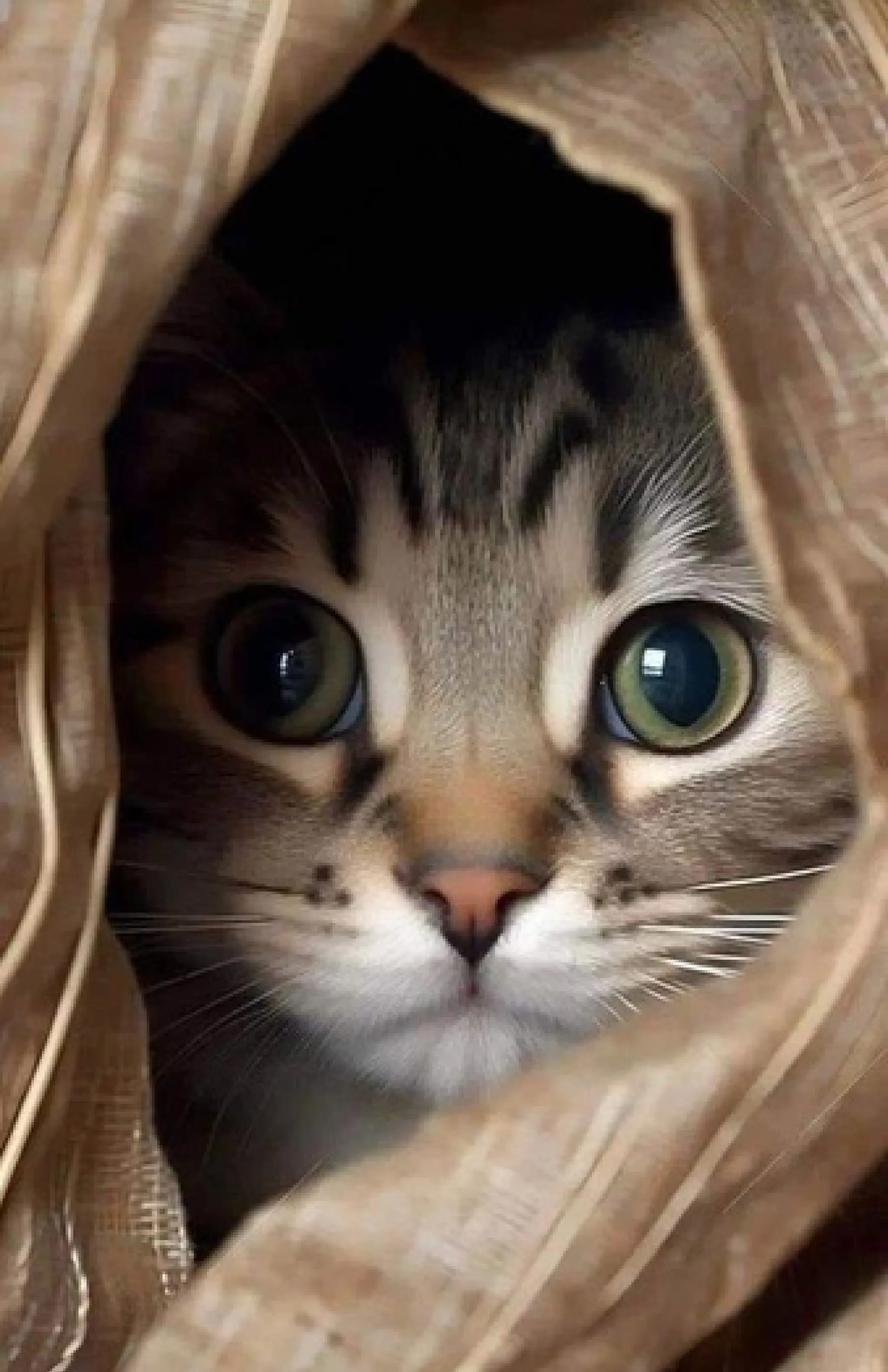 awesome cats wallpaper Art.pdf