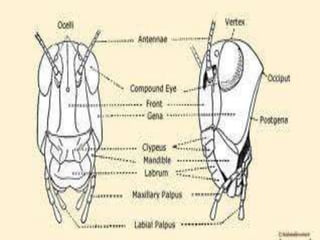 Nor azizah+sumini | PPTX