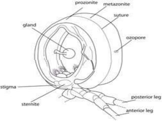 Nor azizah+sumini | PPTX