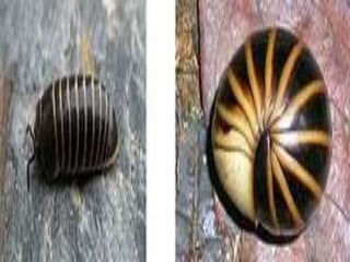 Nor azizah+sumini | PPTX