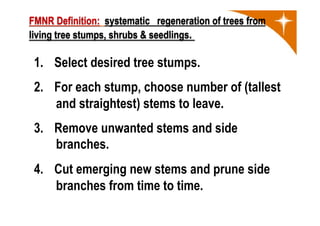 Norbert akolbila talensi farmer managed natural regeneration (fmnr ...