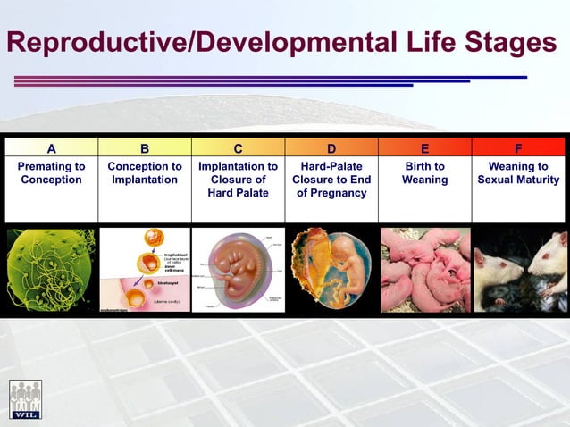 Current Regulatory Requirements in Developmental and Reproductive ...