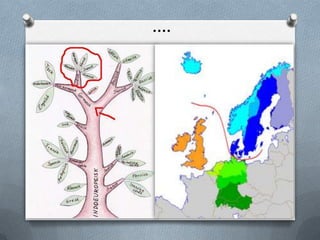 Nordgermanske språkene (North-Germanic languages) | PPT