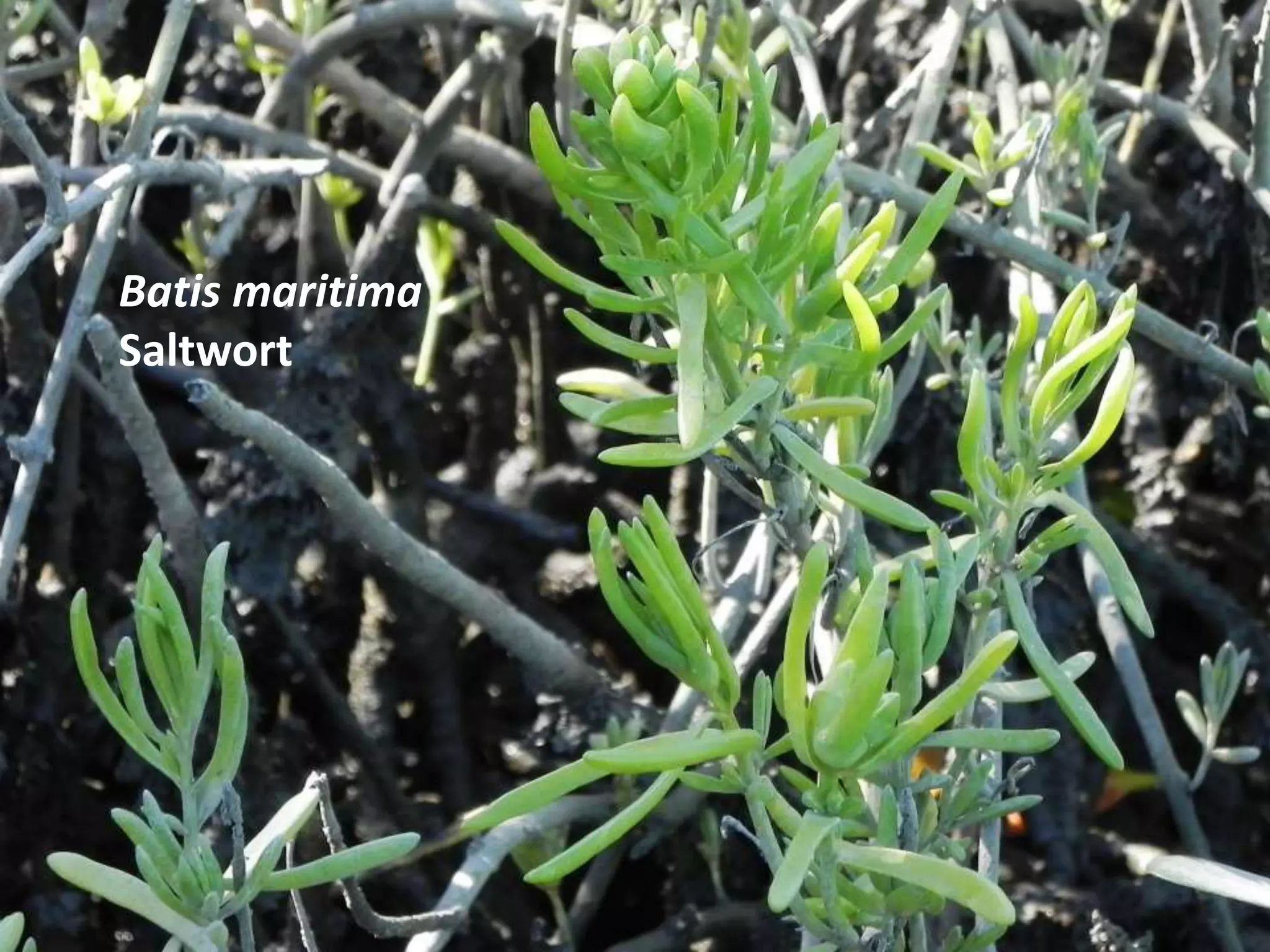 Coastal Systems - Salt Marsh Vegetation | PPTX