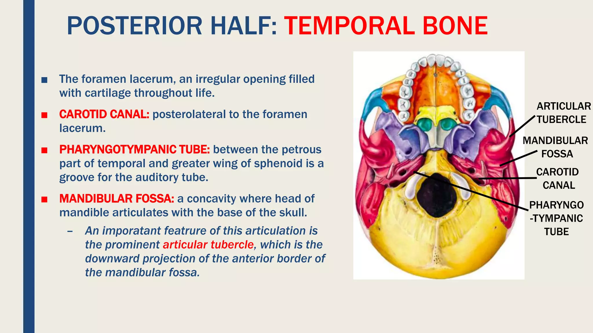 Norma basalis | PPTX