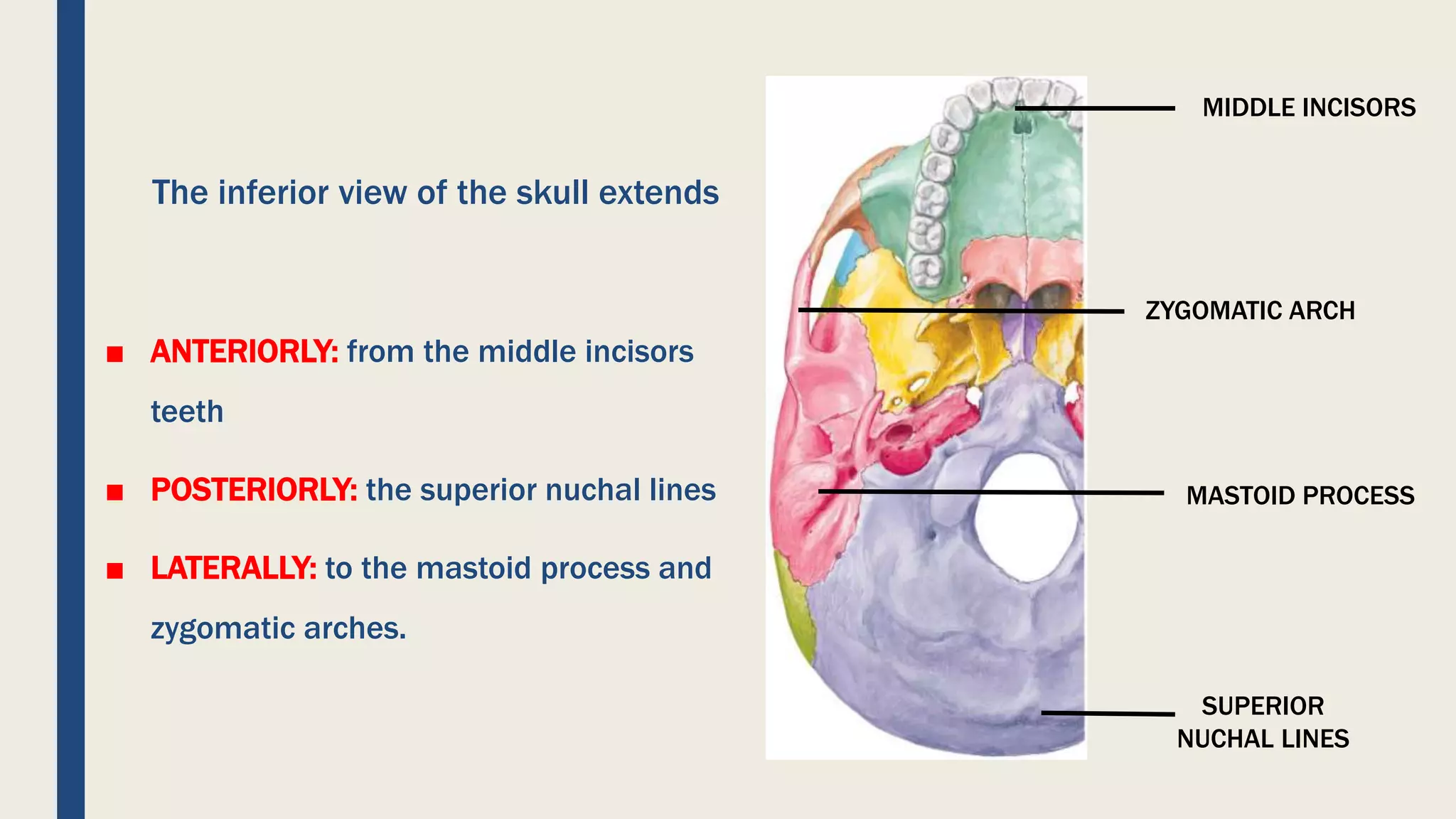 Norma basalis | PPTX