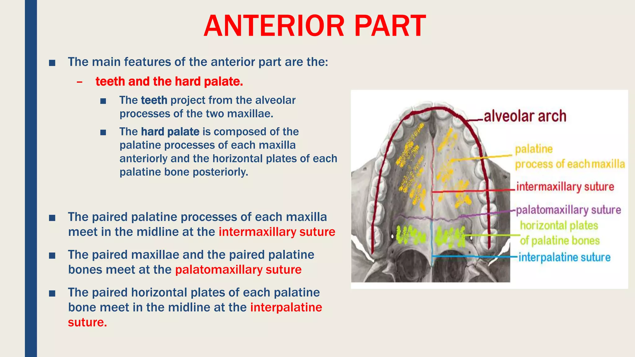 Norma basalis | PPTX