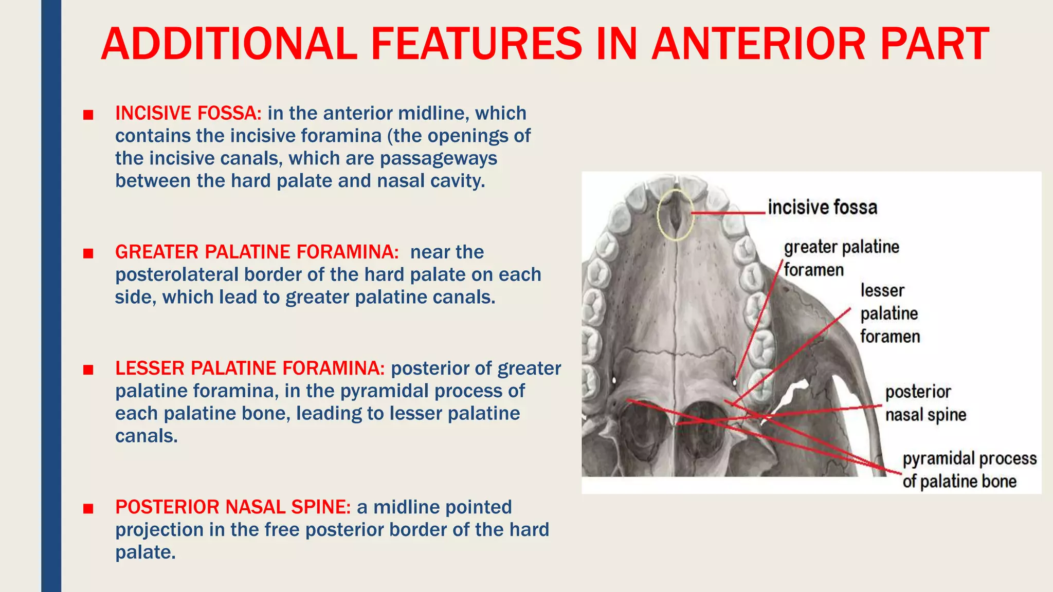 Norma basalis | PPTX